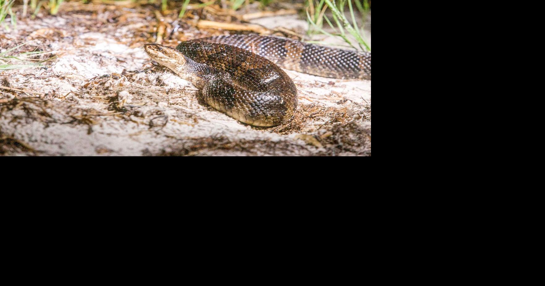 Who’s That Critter? Wildlife Series Spotlights Florida’s Native Snakes ...