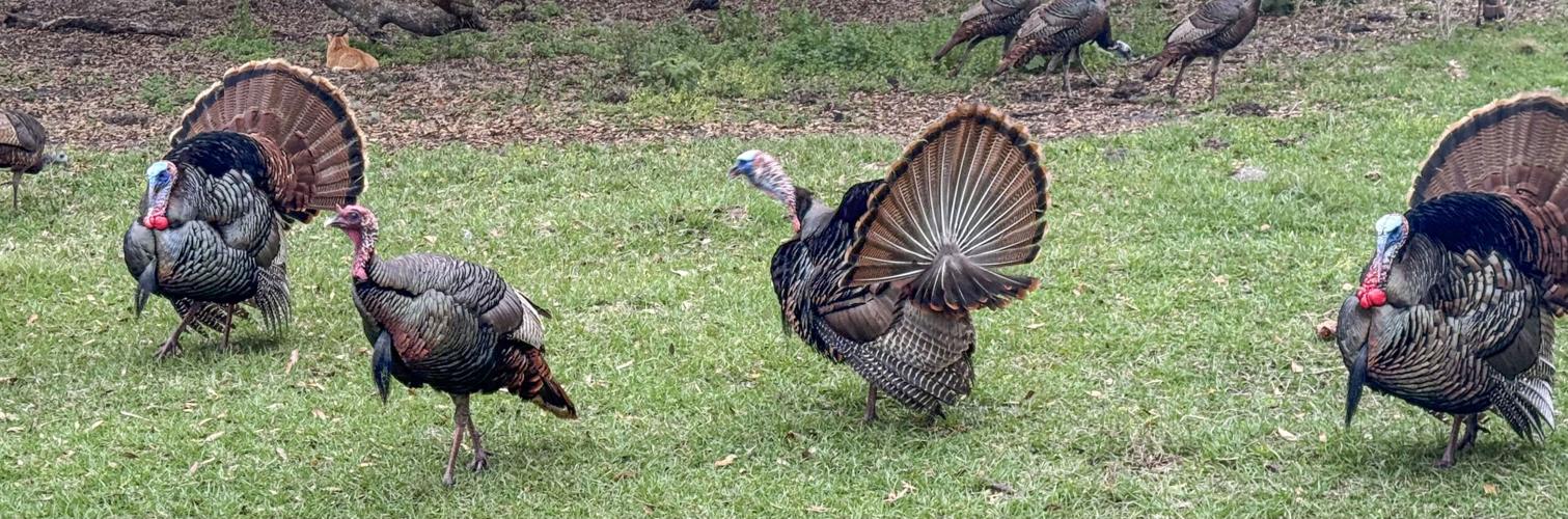 KELLY'S COLUMN: Feb 27, 2025 | Opinion | theheraldadvocate.com