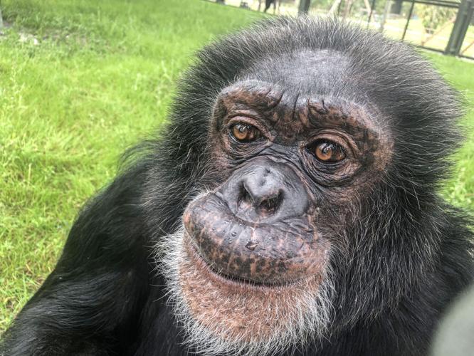 Wauchula Honors Most Famous Hometown Chimp With Celebration | News ...