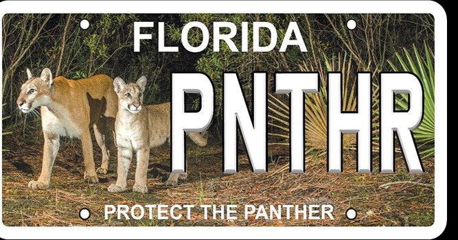 Newly Designed Florida Panther License Plate Available | News ...