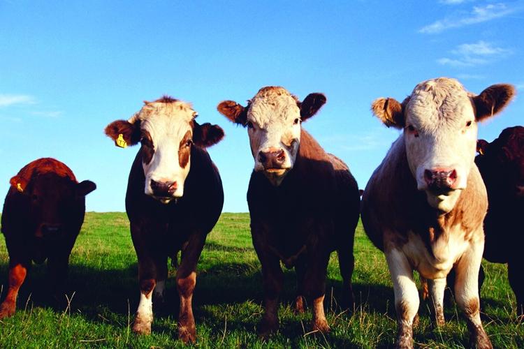 GROW WITH US: Herds On Hotter Ground: Climate-Smart Cattle Tactics ...