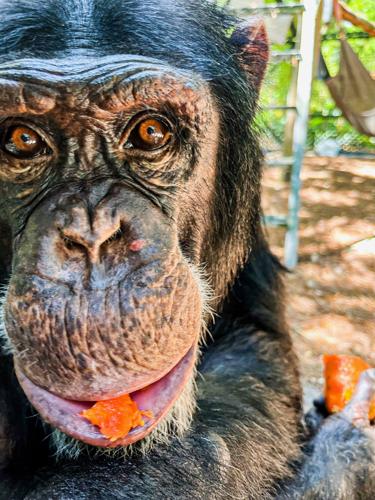 Wauchula Refuge Helps Actor Ape His Way Through Role | Multimedia ...