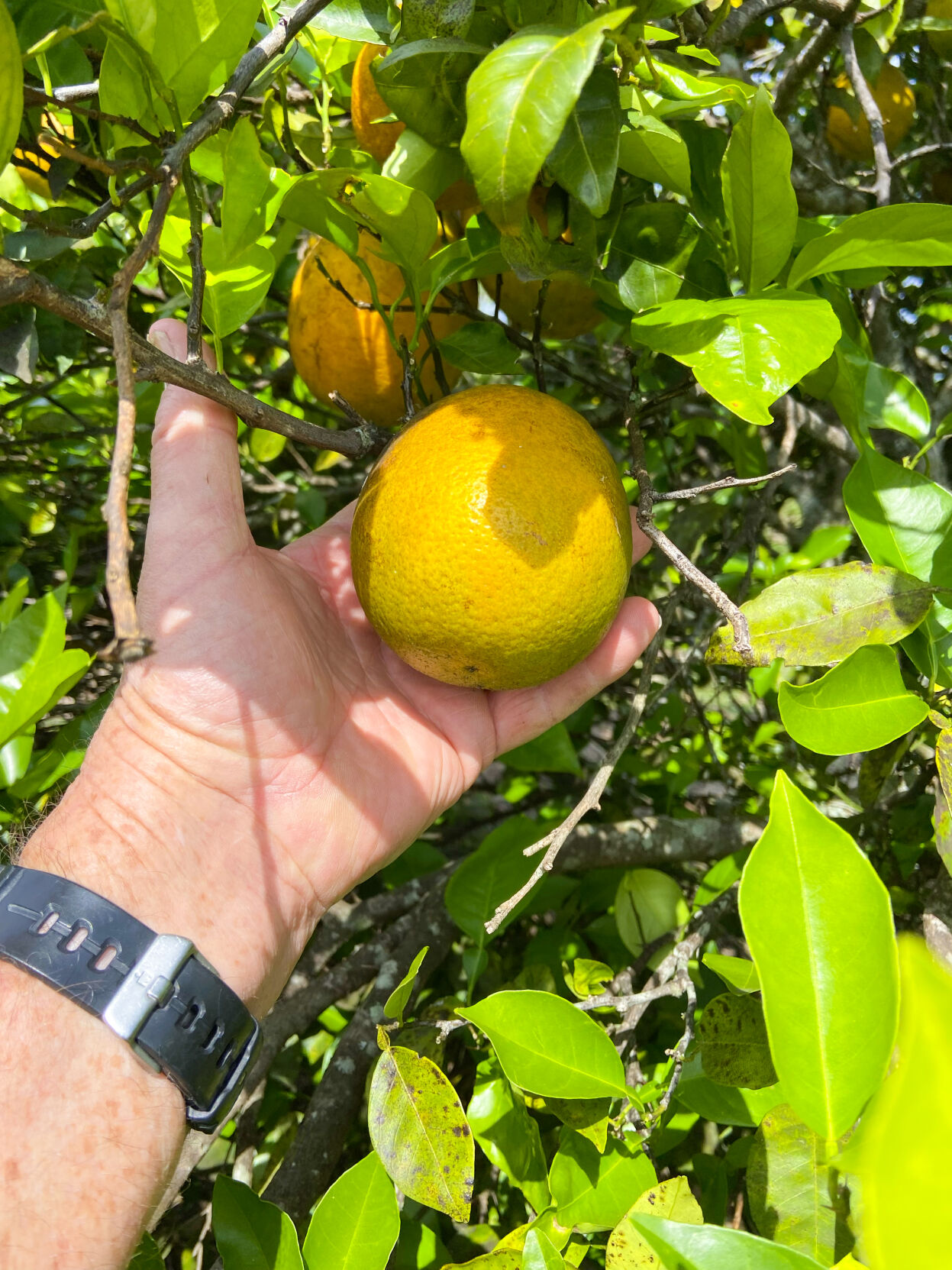 Florida Citrus Crop Estimate Up 30 Percent | News | theheraldadvocate.com