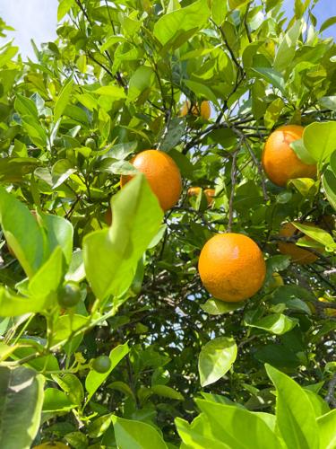 Florida Citrus Crop Estimate Up 30 Percent | News | theheraldadvocate.com