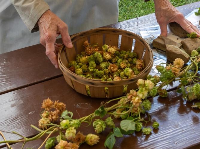 Hop Harvest Festival explores state’s brewing history | Entertainment ...
