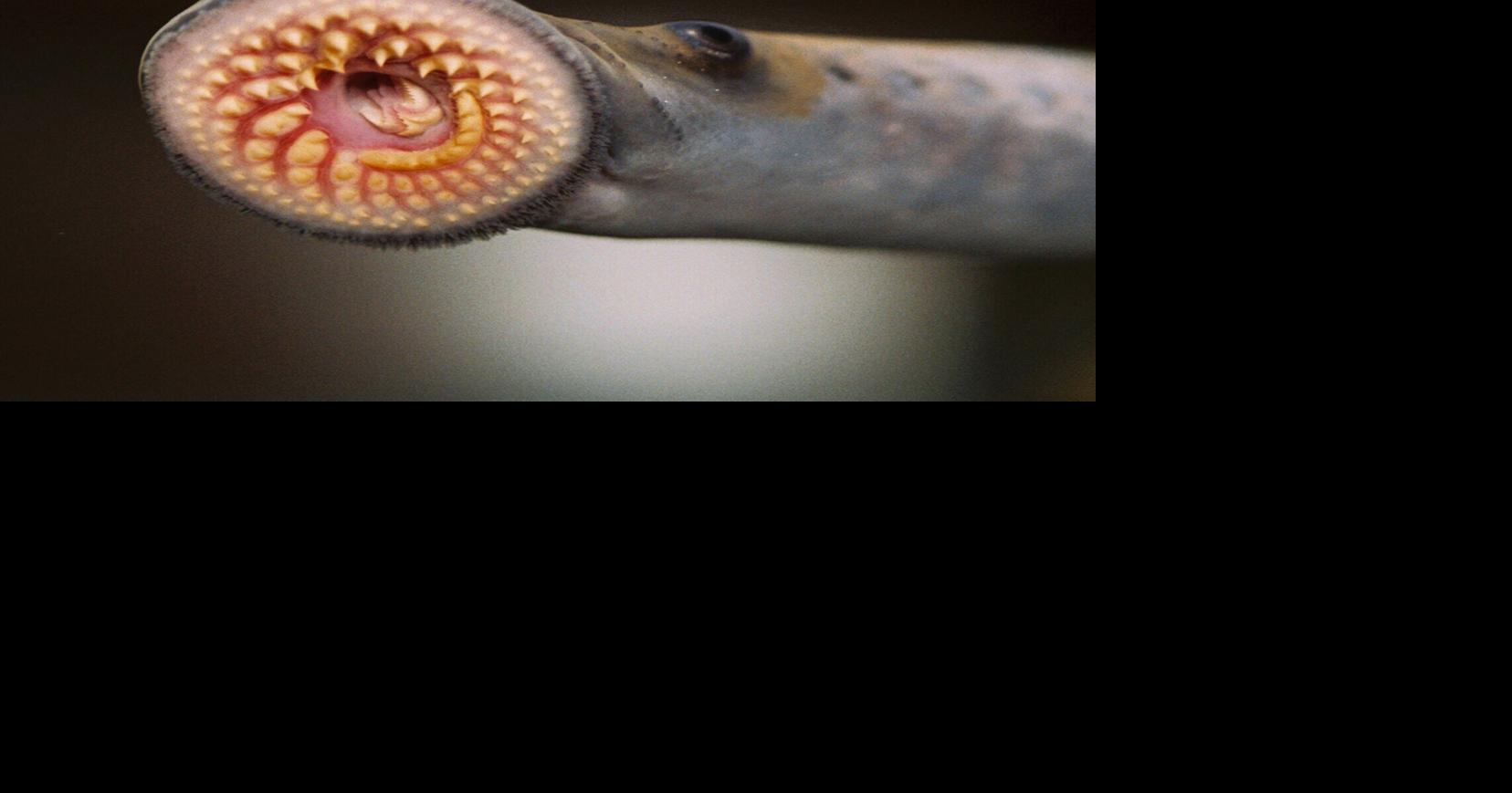 The fish thief: Documentary explores devastating sea lampreys of Great ...