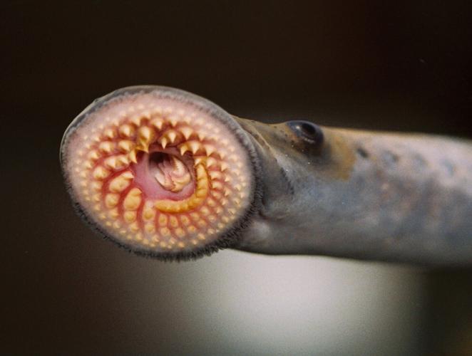 The fish thief: Documentary explores devastating sea lampreys of Great ...