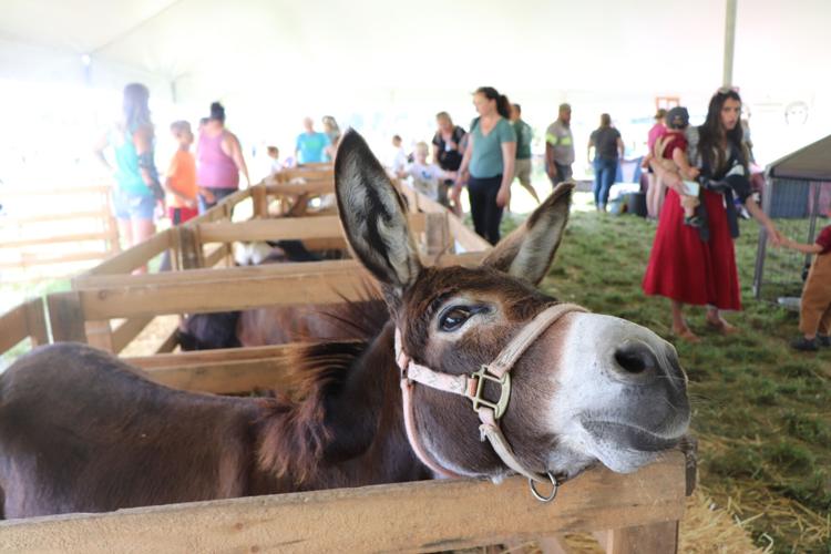 Farm Fest: Ag celebration entertains and educates all ages | Local News ...