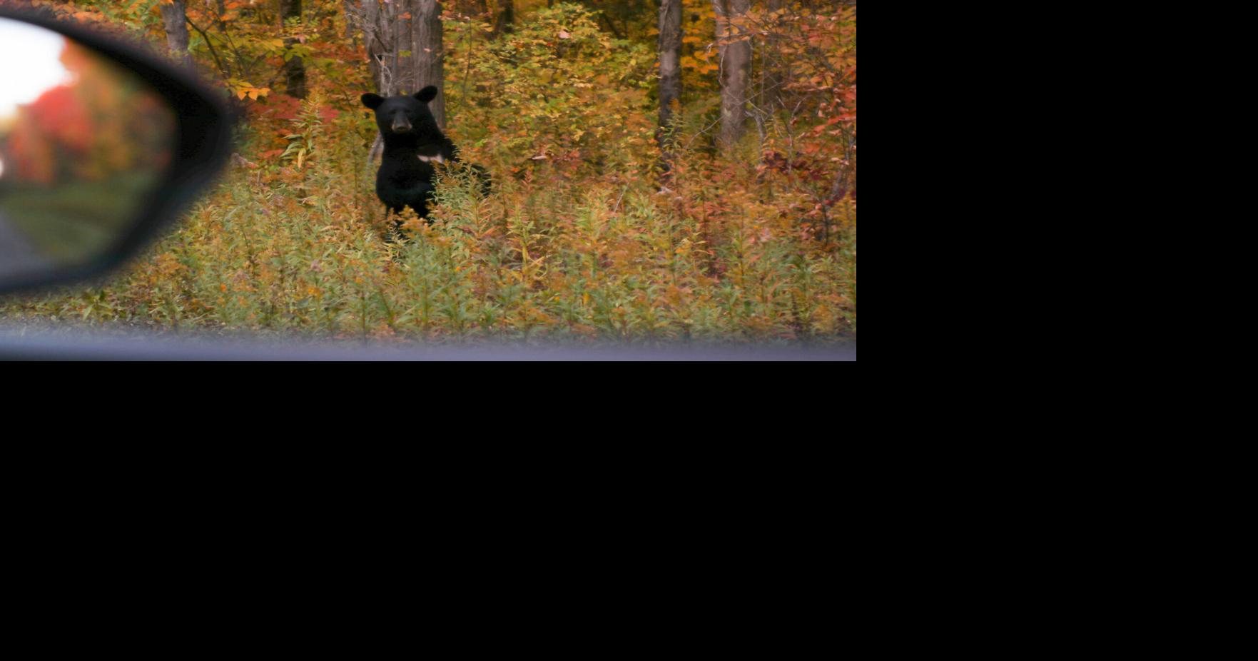 Capturing a moment: Conesus photographer recalls bear encounter | Local ...