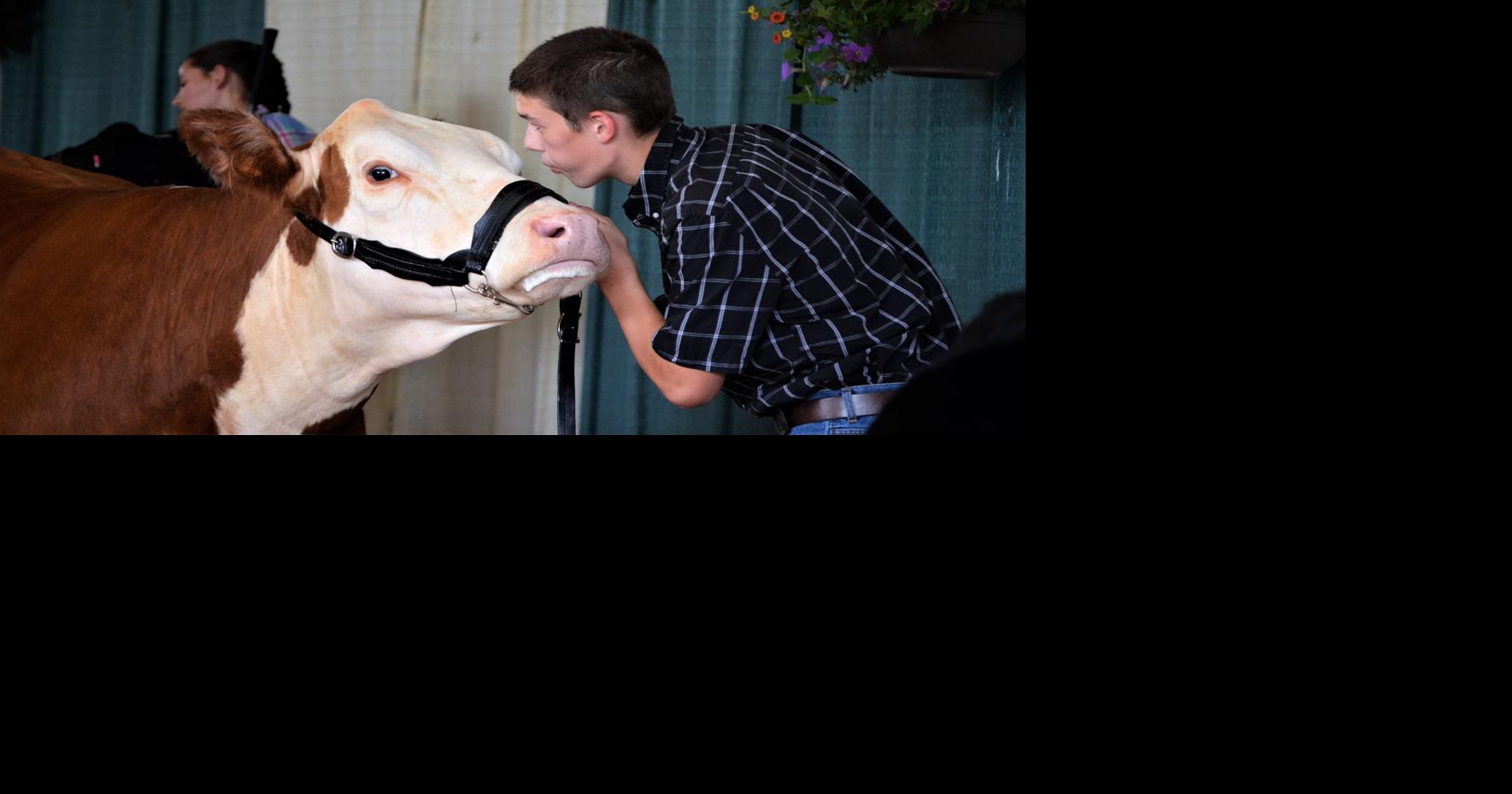 4-H cattle shows build camaraderie, learning | Lifestyles | thelcn.com