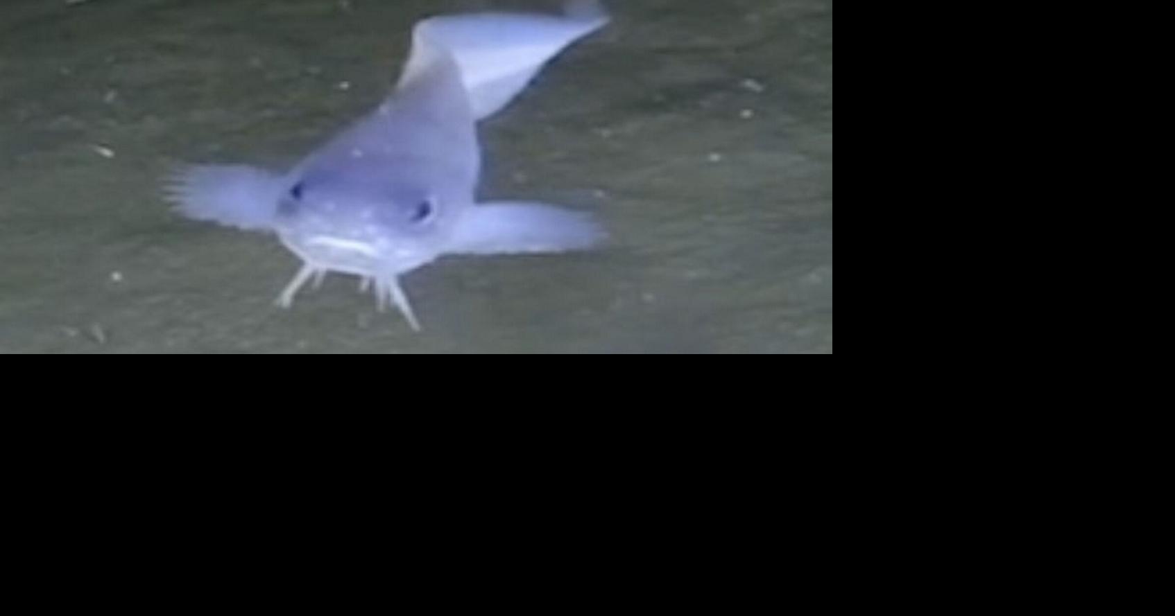 SUNY Geneseo professor part of team that discovered new fish species ...