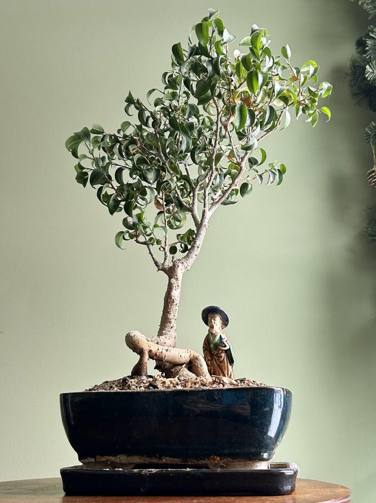 Master Gardener: Enter the 'Year of the Ficus' | Lifestyles | thelcn.com