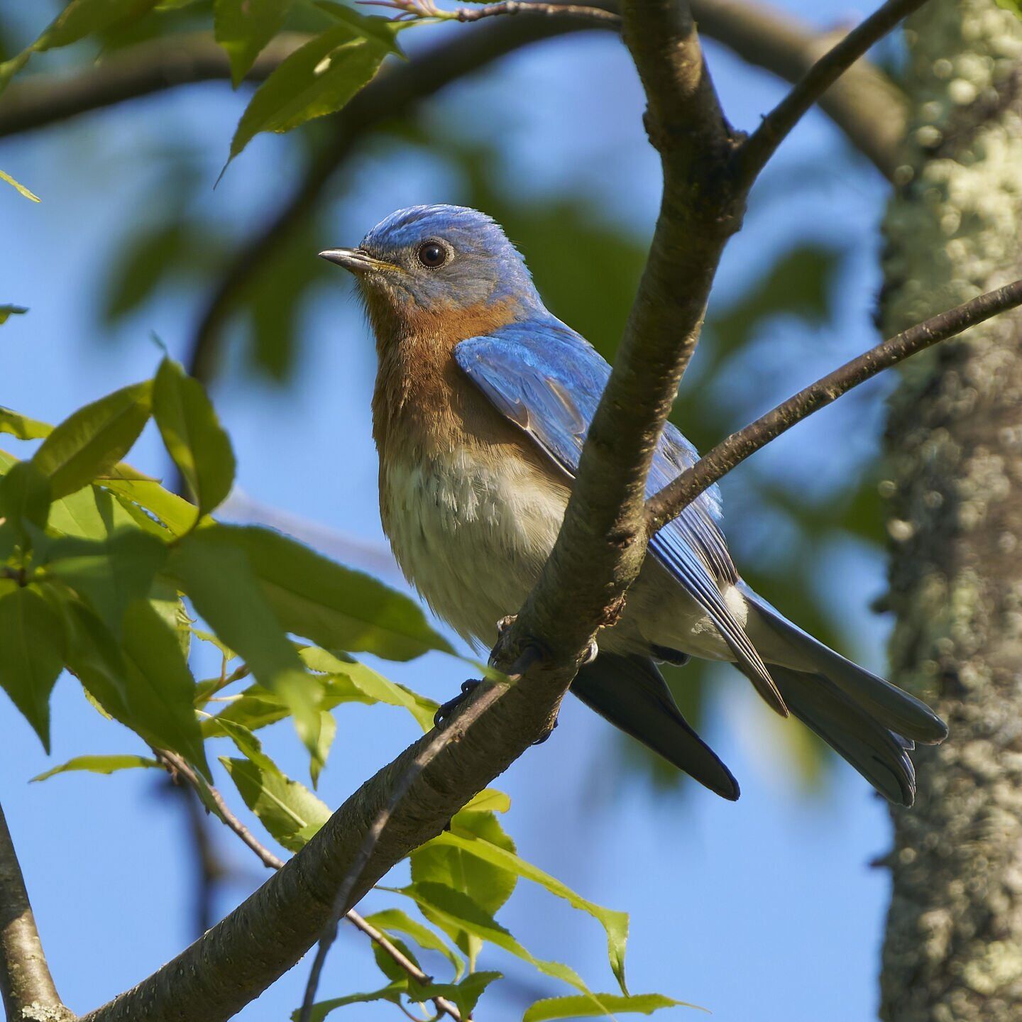 Feathered Friends: A little farming and bluebird history | Lifestyles ...