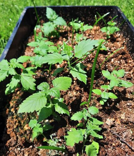 CCE researcher plants fake seeds, finds real risks | News | thelcn.com