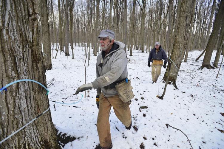 Early season: Maple producers tapping trees as sap beings flowing ...