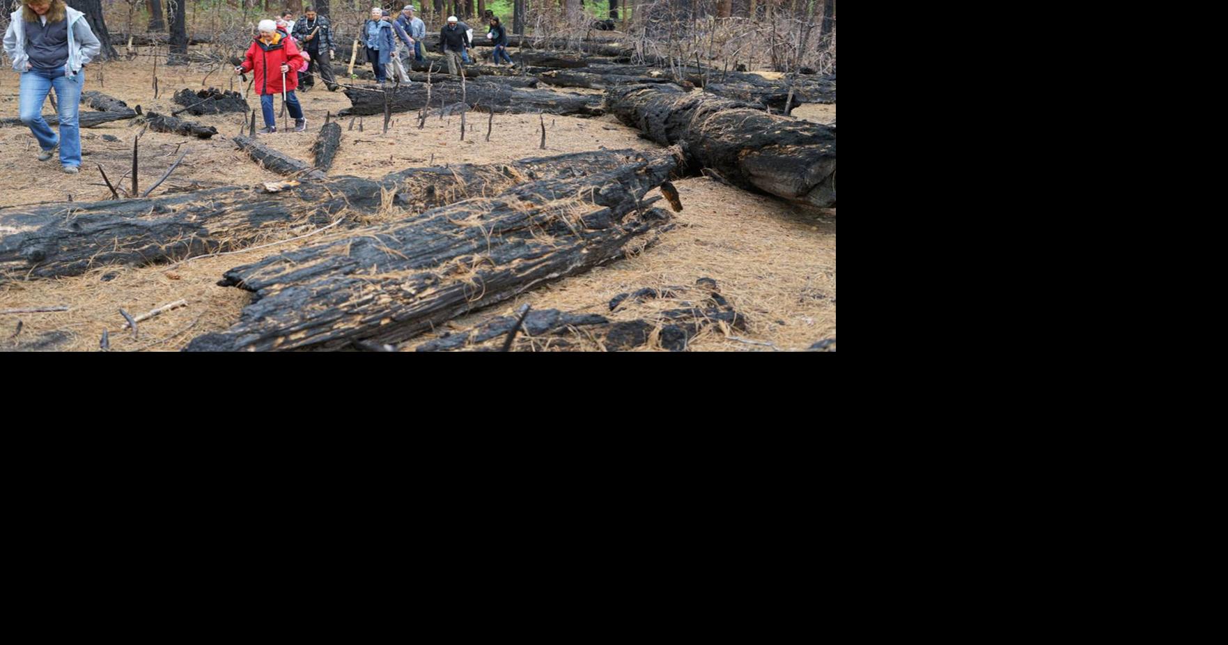 Centuries-old sequoias damaged during prescribed burn at California ...