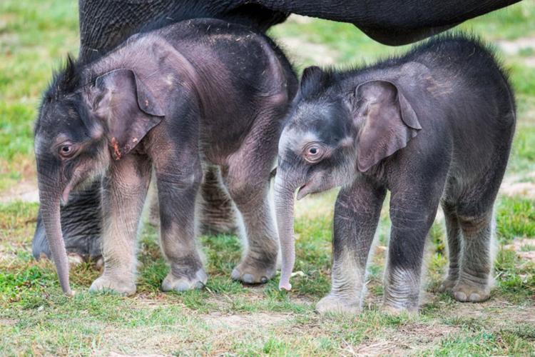 Extremely rare twin elephants born at Syracuse zoo | Lifestyles ...