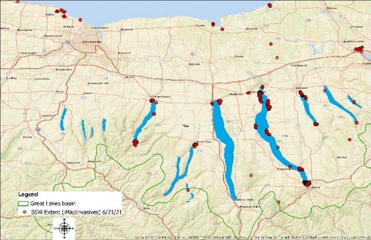 Invasive aquatic plant confirmed in Conesus Lake | Local News | thelcn.com