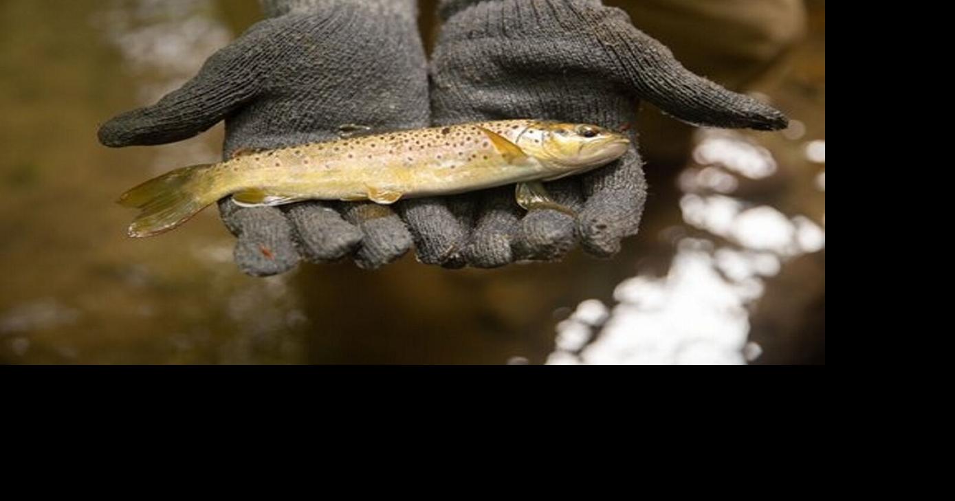 GV Conservancy survey finds fish sustaining at Gully Preserve | Local ...