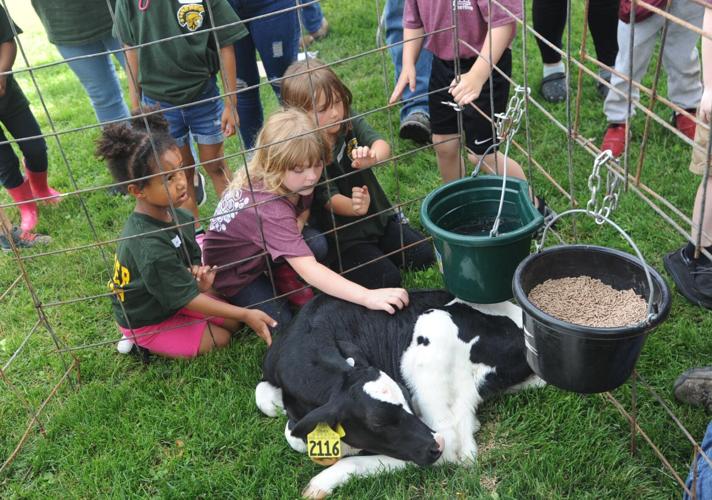 Kinderfarmin': Nearly 700 students visit Hildene Farms in Pavilion ...