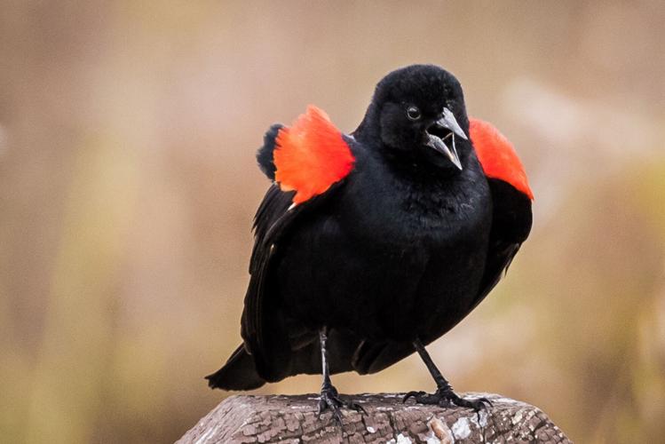 Feathered Friends: Signs of spring arriving | Lifestyles | thelcn.com