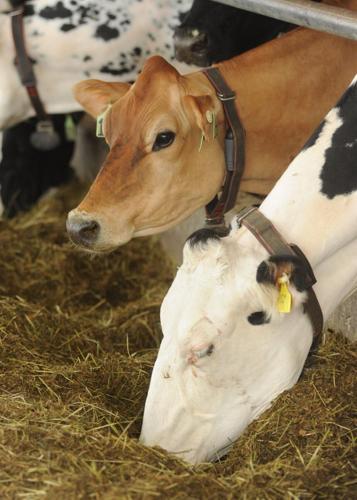 USDA accepting Farm Service Agency committee nominations | News ...
