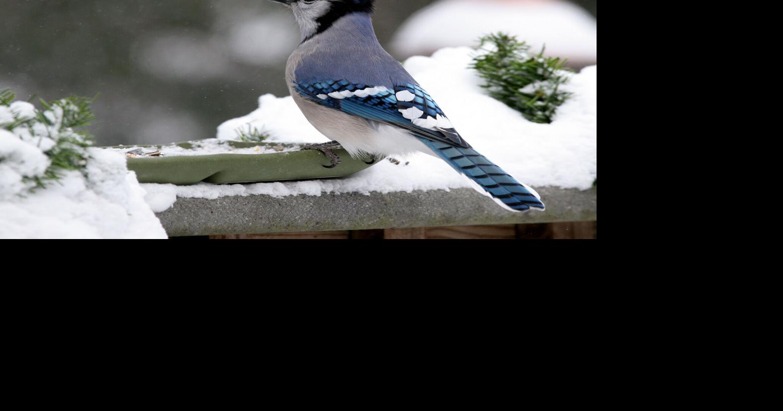 Feathered Friends: Feeder activity likely to increase | Lifestyles ...