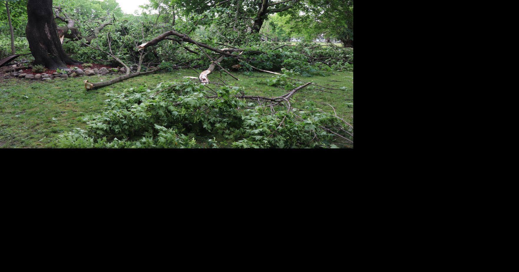 Advice for coping with damaged trees | Lifestyles | thelcn.com