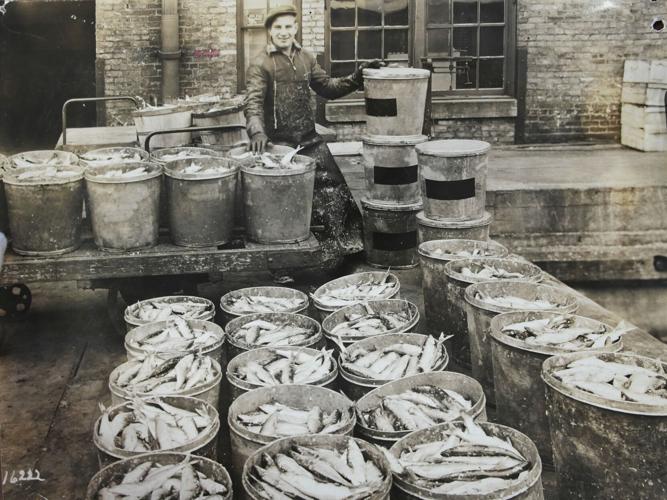 The fish thief: Documentary explores devastating sea lampreys of Great ...