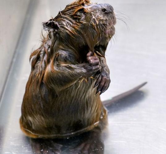 Orphaned baby beavers rescued, treated at Cornell | Lifestyles | thelcn.com