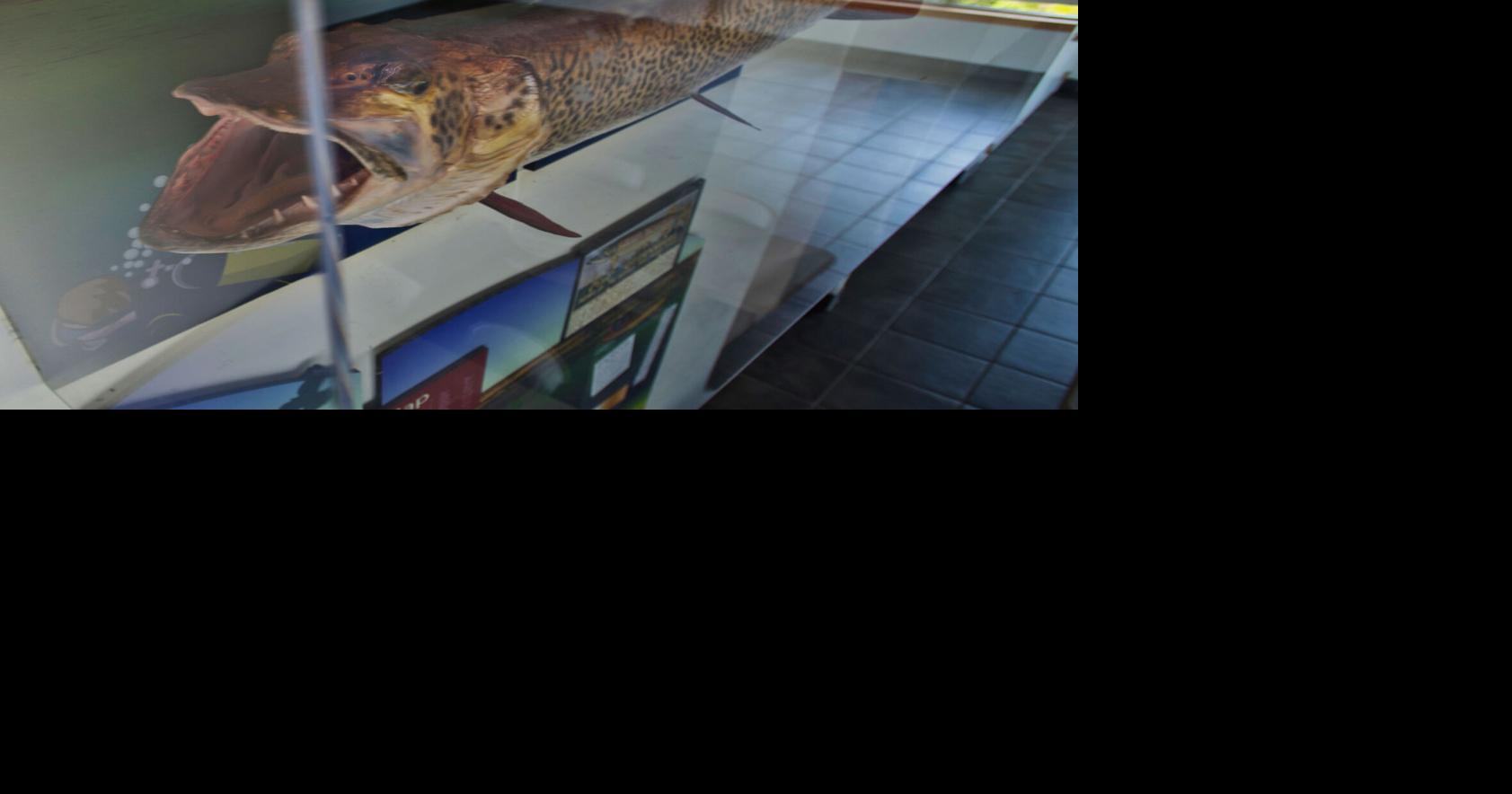 DEC announces May 1 start to tiger muskie, walleye, pickerel, northern ...