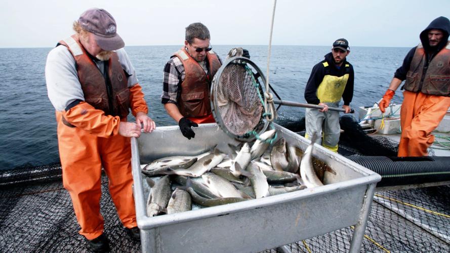 The fish thief: Documentary explores devastating sea lampreys of Great ...