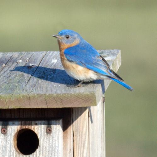 Feathered Friends: Learning bluebird basics | Lifestyles | thelcn.com