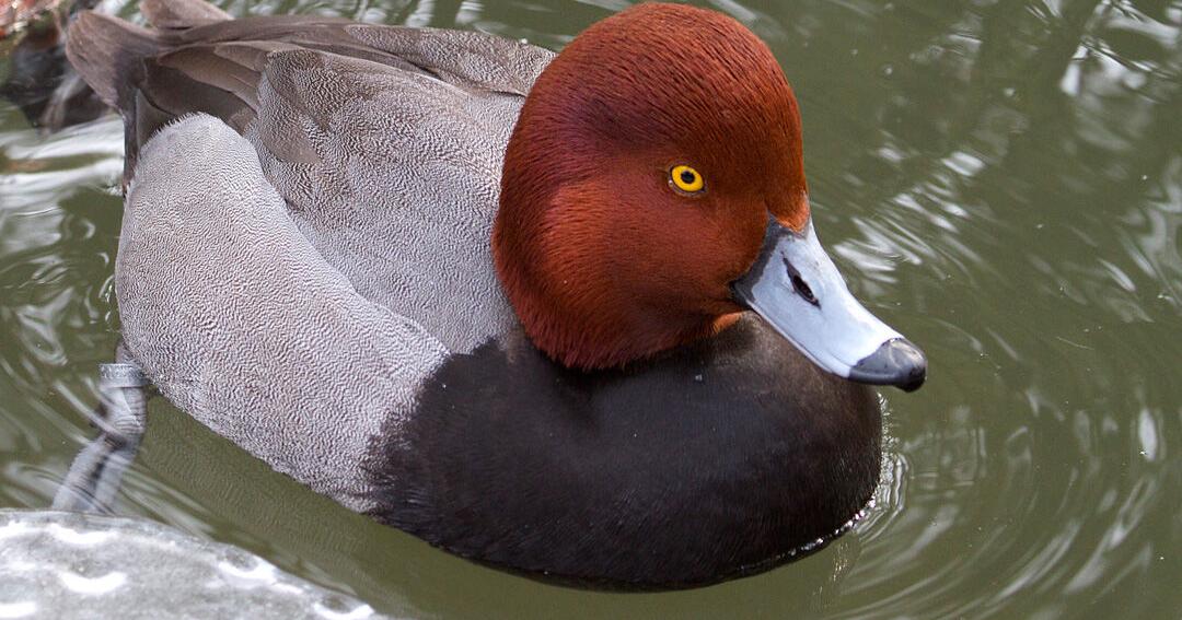 Ducks on the water: Redhead winter visitors return to Conesus Lake ...