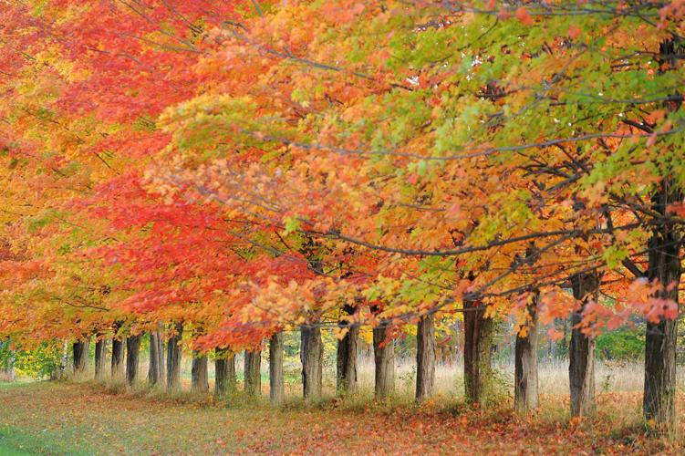 Hot days, cold nights mean fantastic fall foliage forecast | Local News ...