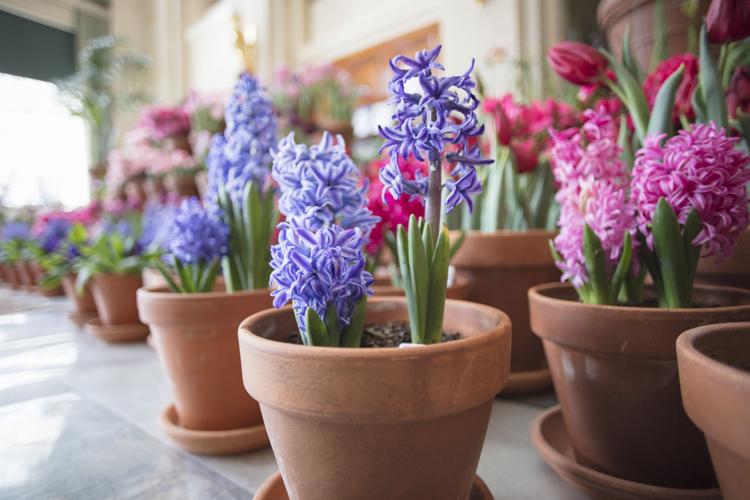 25th annual ‘Dutch Connection’ display opens at George Eastman Museum ...