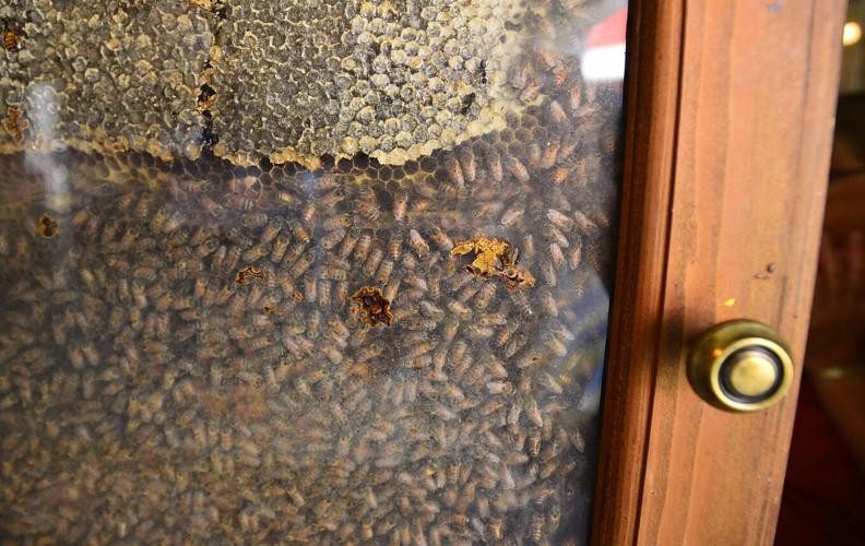 Genesee Valley Apiaries brings the bees at Wyoming County Fair | Local ...