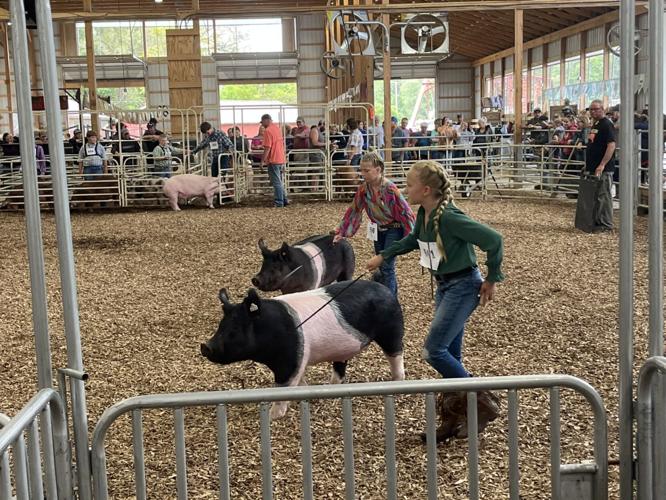 Hustle and bustle: Wyoming County Fair underway | News | thelcn.com