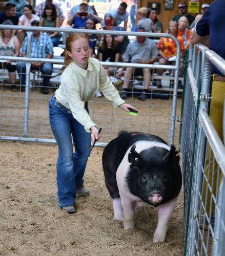 4-H Livestock Auction sets records; 6 charities benefit | Local News ...
