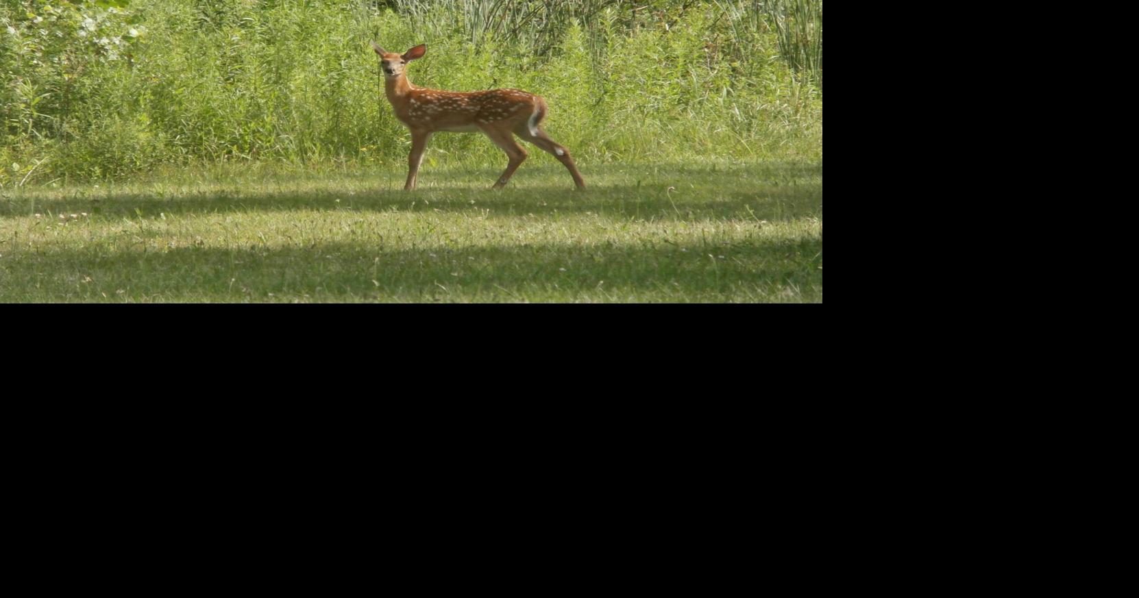It’s not abandoned: DEC asks that people leave fawns alone | Local News ...