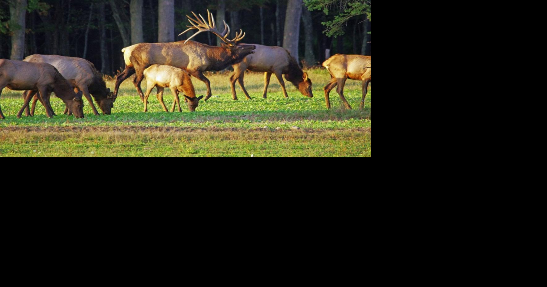 Elk restoration unlikely in New York | Lifestyles | thelcn.com