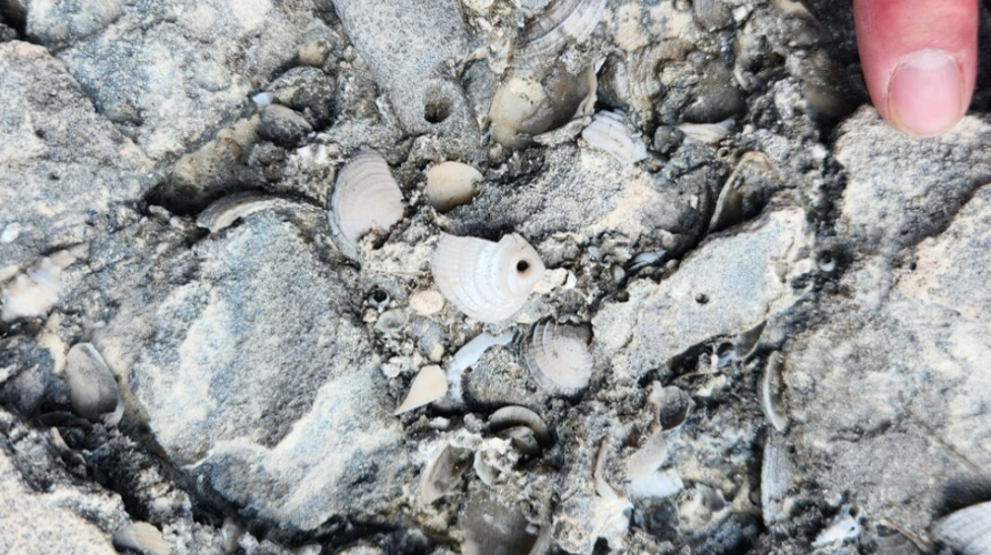 SUNY Geneseo students study coral reefs in the Bahamas | Lifestyles ...