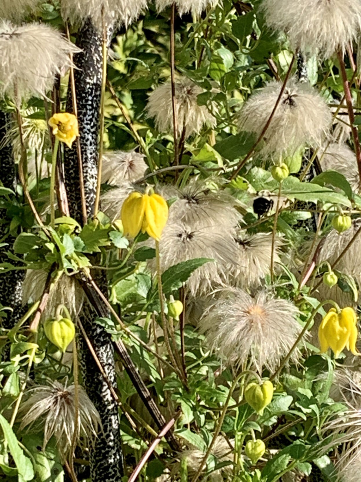 Master Gardener: Fall in bloom | Lifestyles | thelcn.com