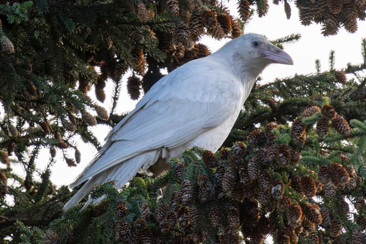 Anchorage's white raven achieves celebrity status, inspiring art, lore ...