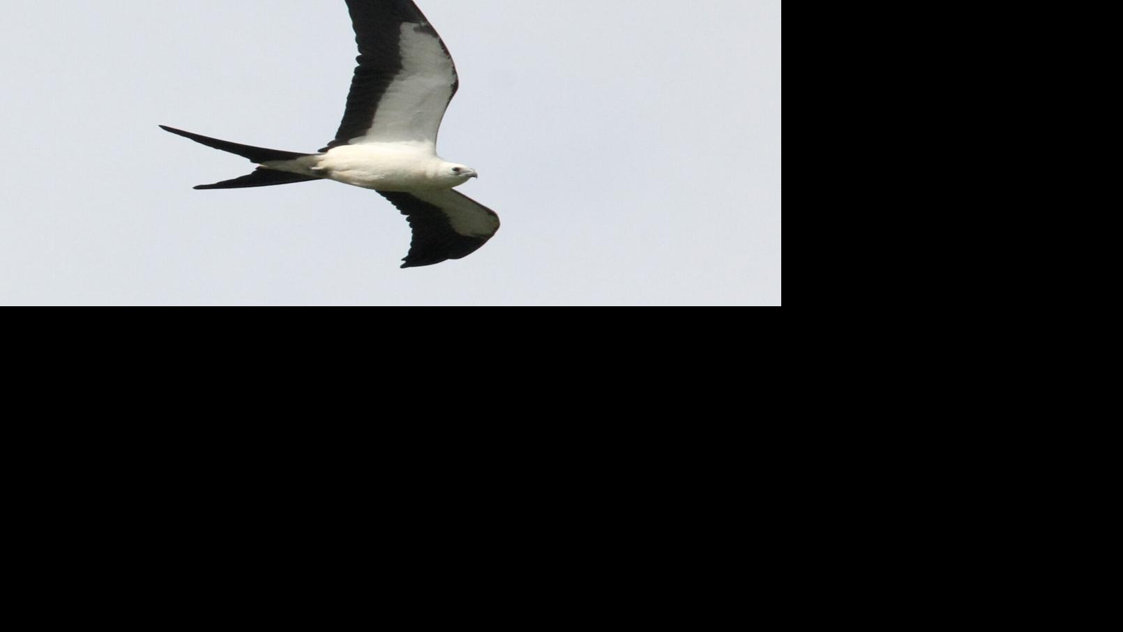 Rare raptors sighted in Western New York | Lifestyles | thelcn.com