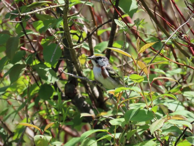 Genesee Valley Birding Cup begins today | News | thelcn.com