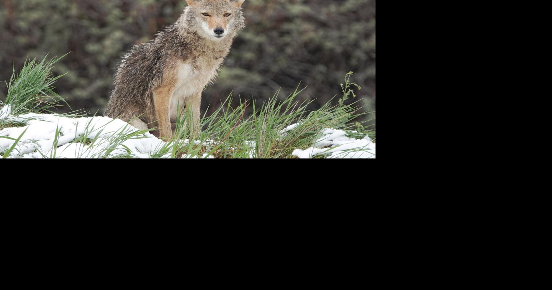 DEC issues advice on avoiding coyote problems | Local News | thelcn.com