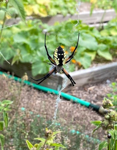 Master Gardener: Spiders are an important part of your garden ...