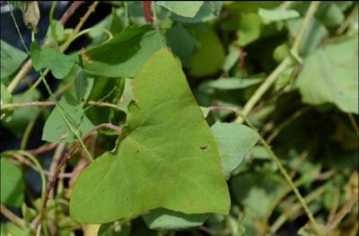 Master Gardener: Learn to recognize invasive species | Lifestyles ...