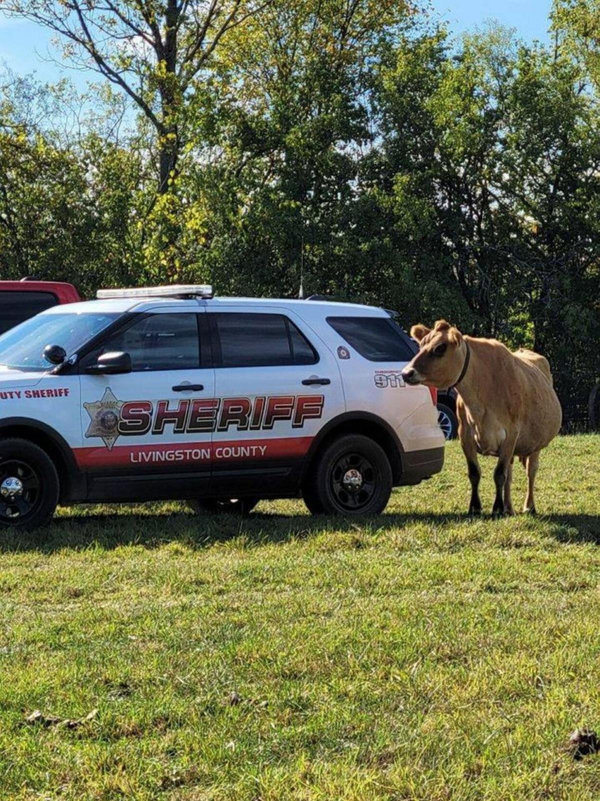 Cow to deputy: Mooove over, it’s dinner time | Police | thelcn.com